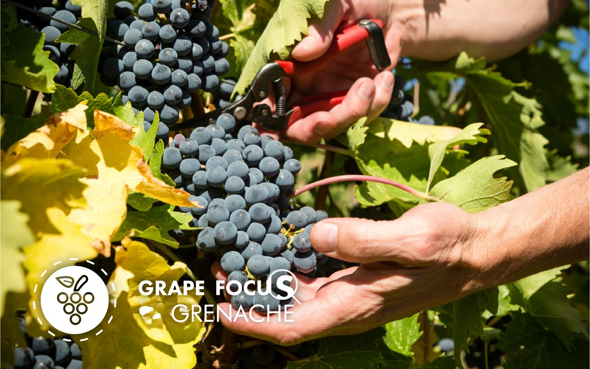 Grenache – The Grape That Does It All: Red, Rosé & White – Love Wine